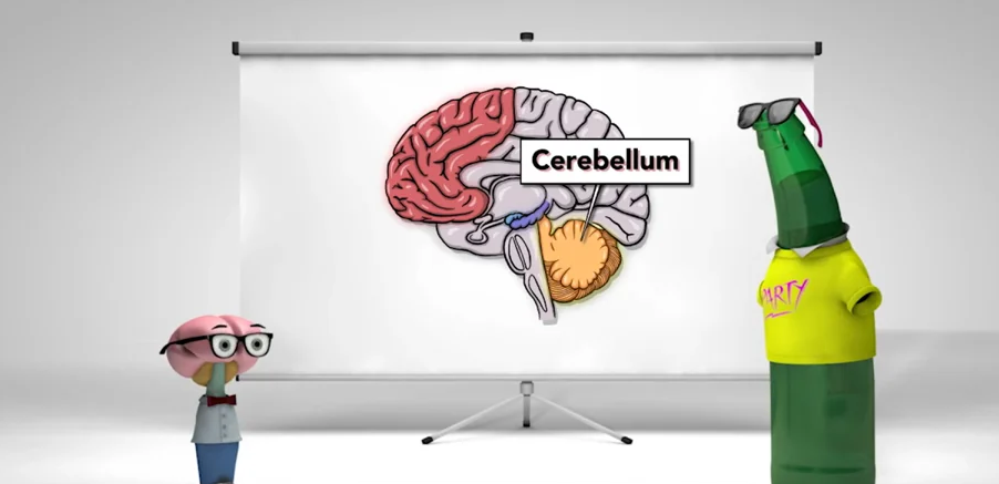 Alcohol and the brain – Alcohol Awareness