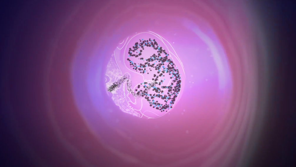 Placenta Animation – Alcohol Awareness